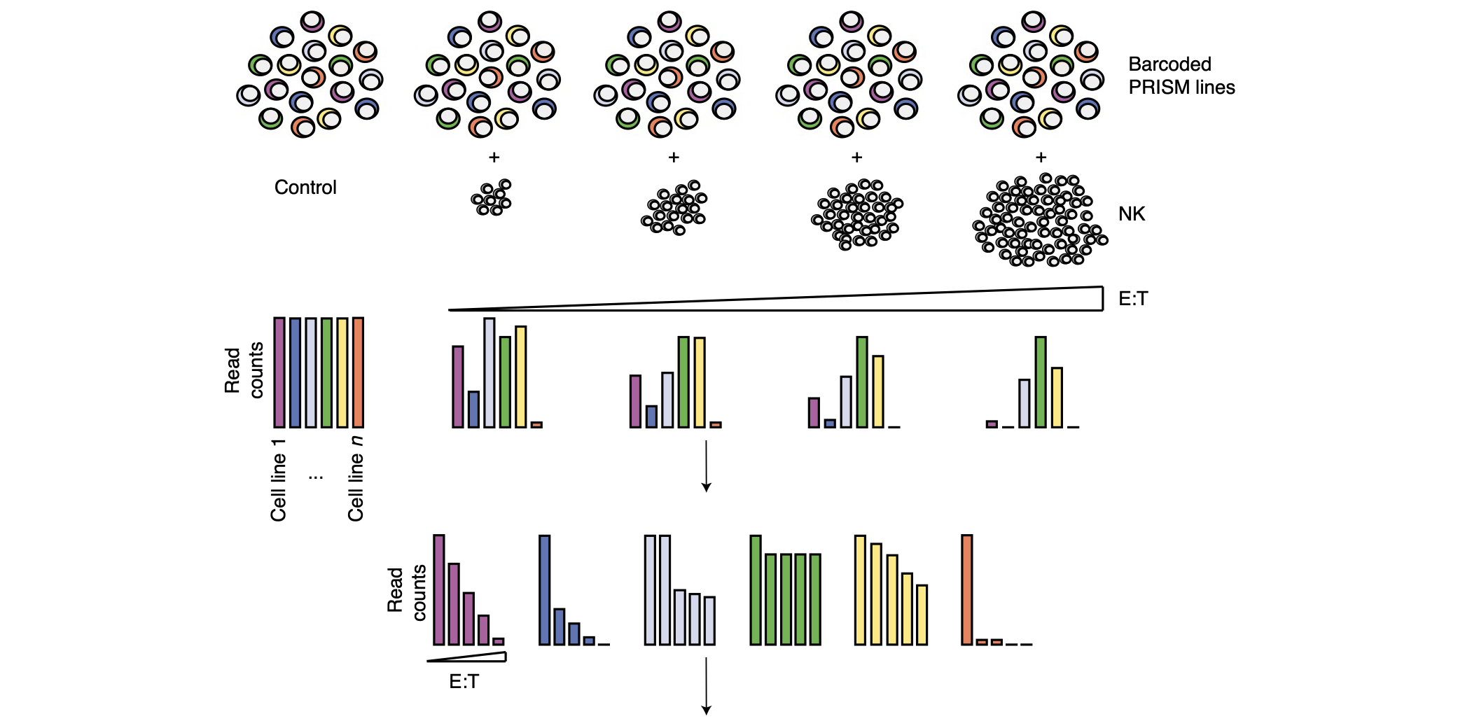 Genome scale Screens Identify Factors Regulating Tumor Cell Responses